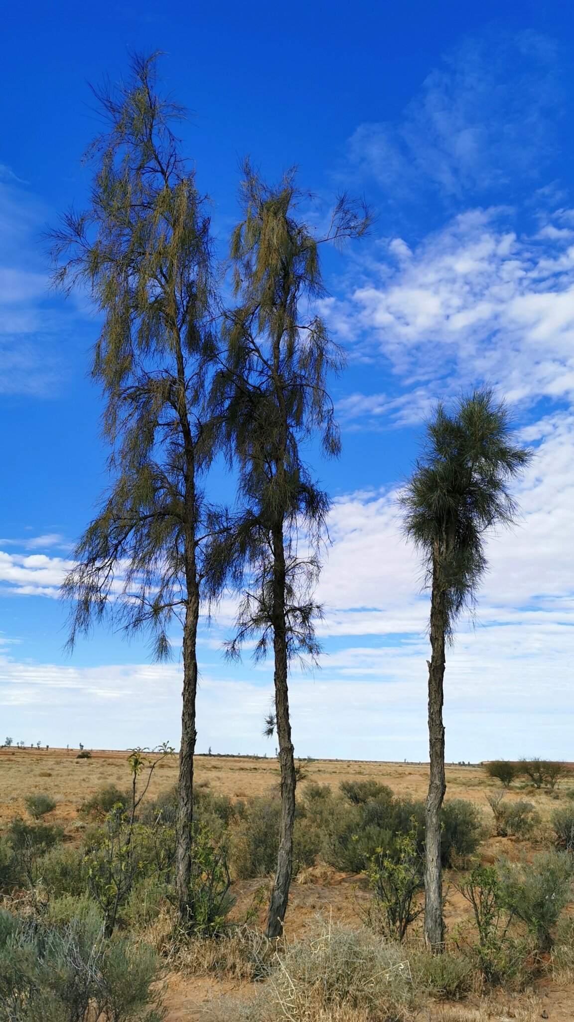 Birdsville, Don Rowlands and the Wangkangurru culture - Breaking the ...