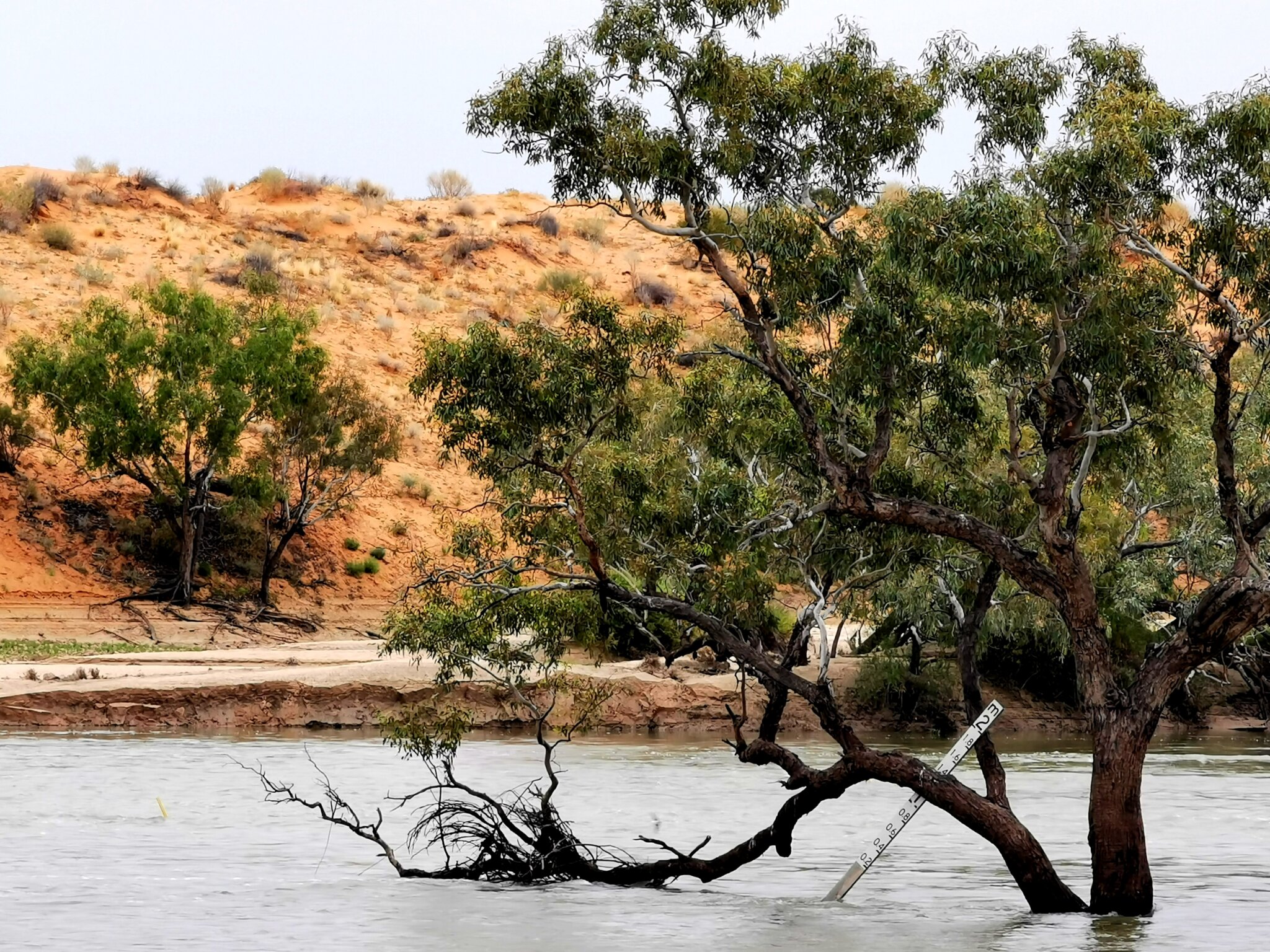 Birdsville, Don Rowlands and the Wangkangurru culture - Breaking the ...