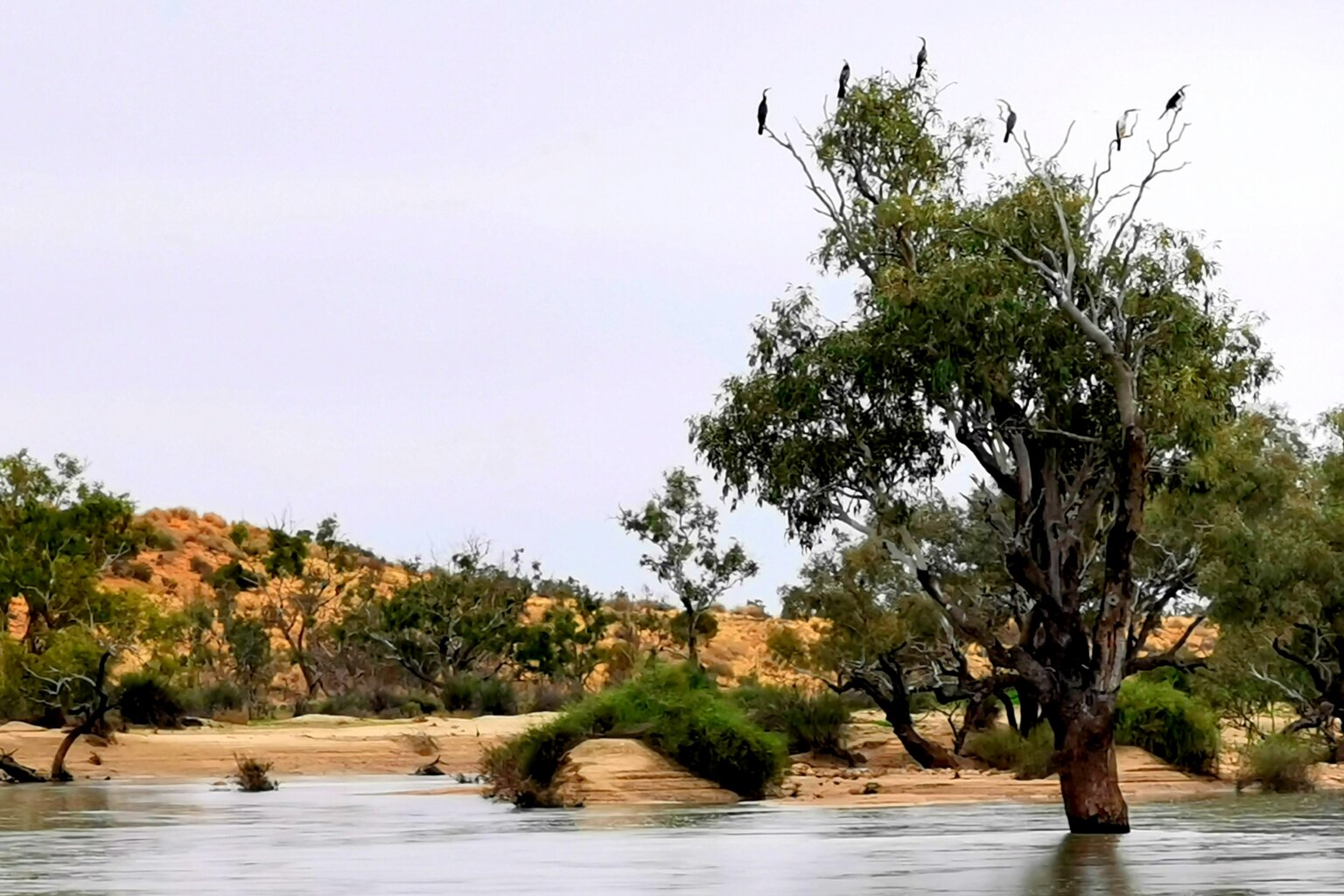 Birdsville, Don Rowlands and the Wangkangurru culture - Breaking the ...