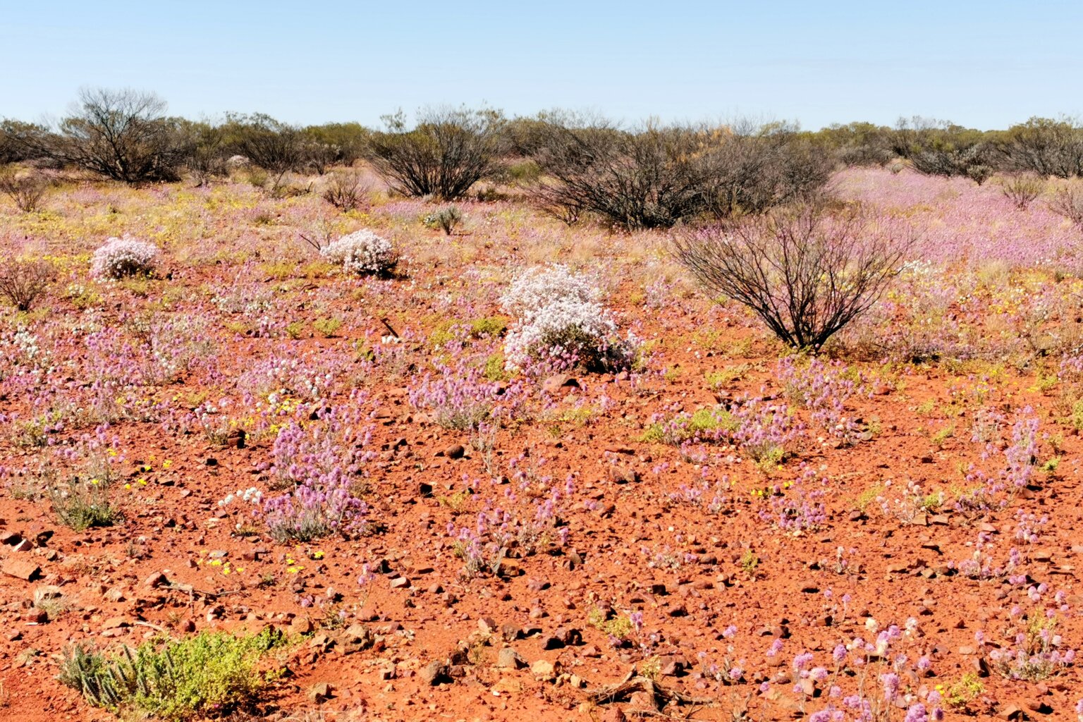On the trail of "A Glassy Goanna" - Part II - Breaking the Cycle ...