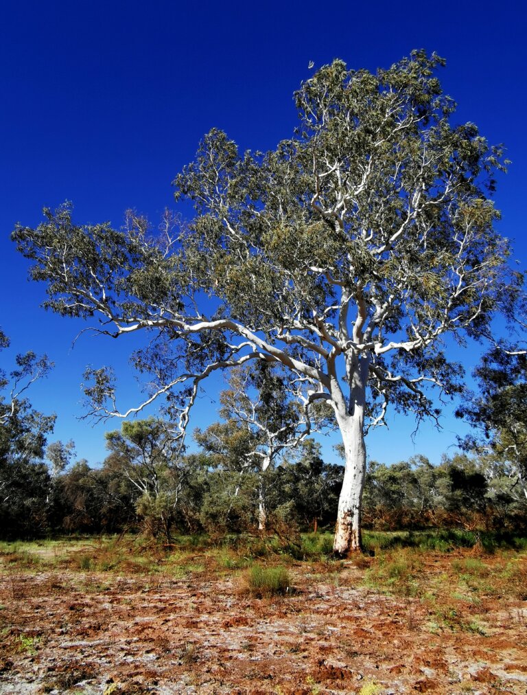 Jigalong and the Rabbit Proof Fence (Part II) - Breaking the Cycle ...
