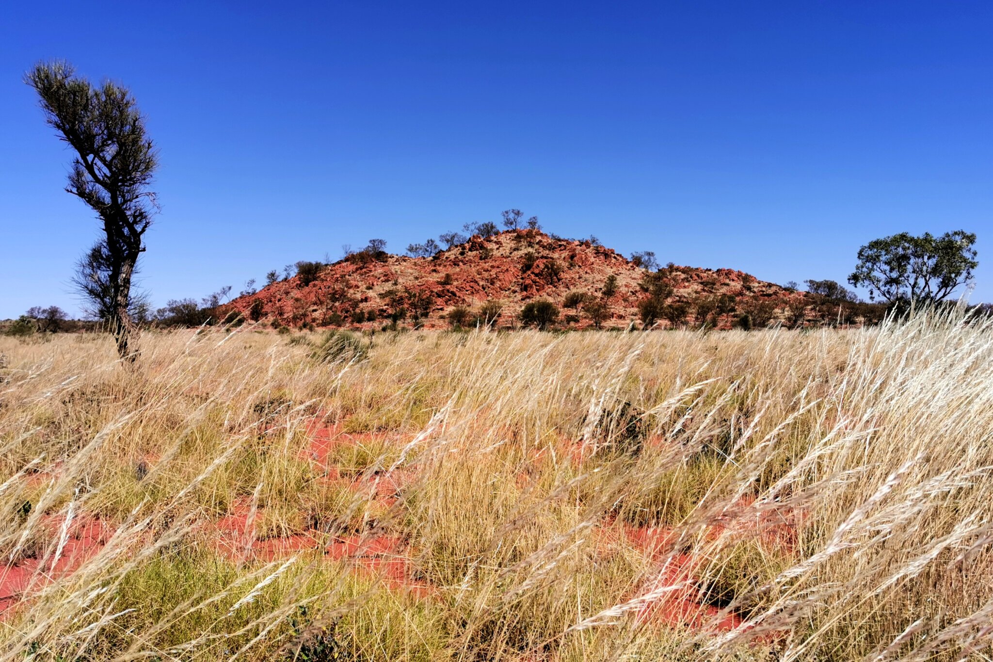 Jigalong and the Rabbit Proof Fence (Part II) - Breaking the Cycle ...