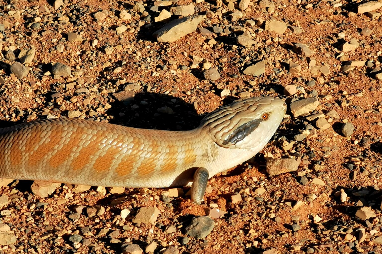 Jigalong and the Rabbit Proof Fence (Part II) - Breaking the Cycle ...