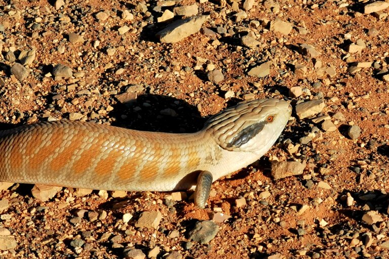 Jigalong and the Rabbit Proof Fence (Part II) - Breaking the Cycle ...